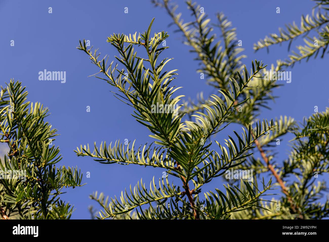 green needles of a yew bush against a blue sky, a yew tree in September ...