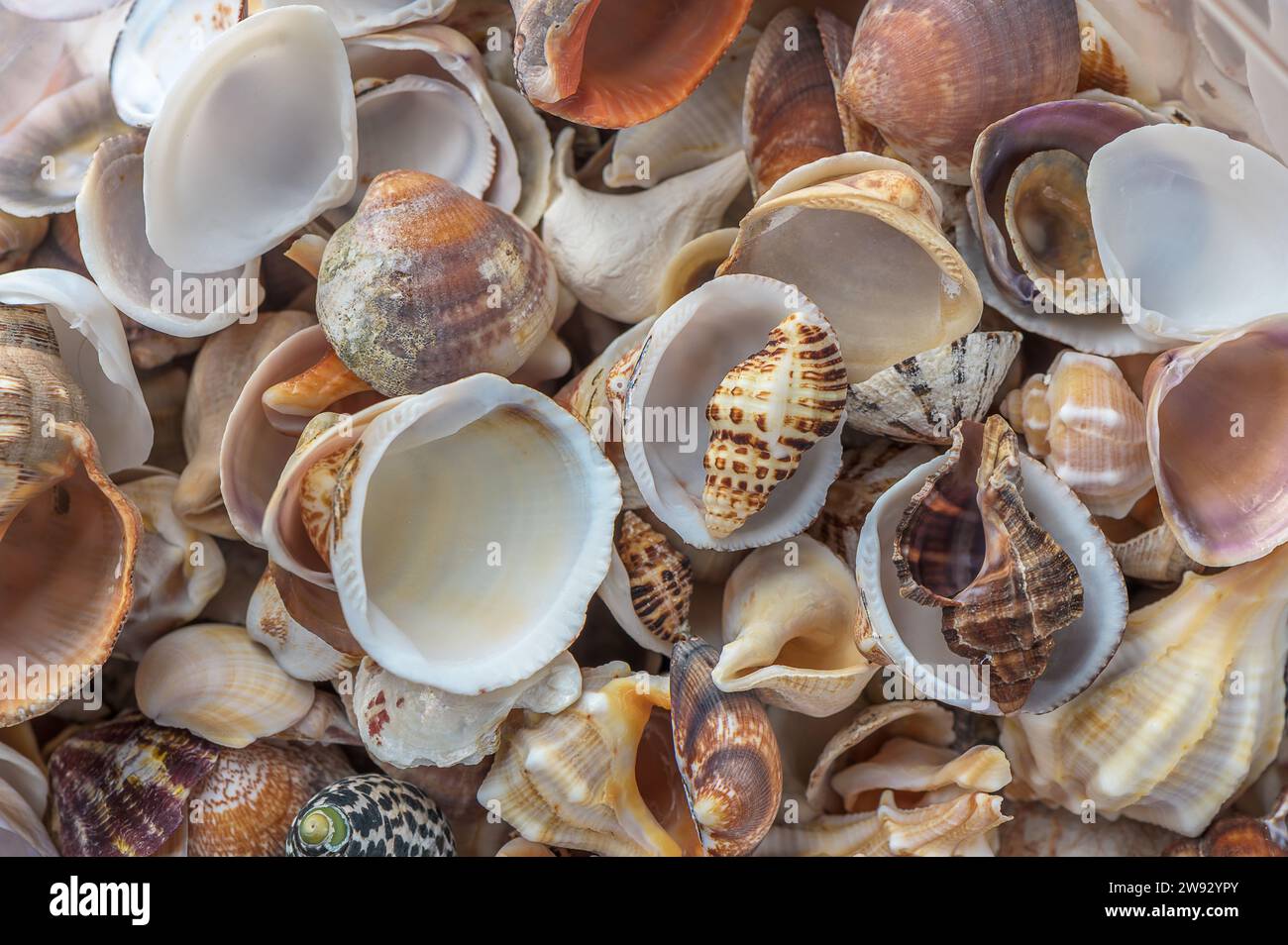 Mediterranean sea shells as background 5 Stock Photo - Alamy