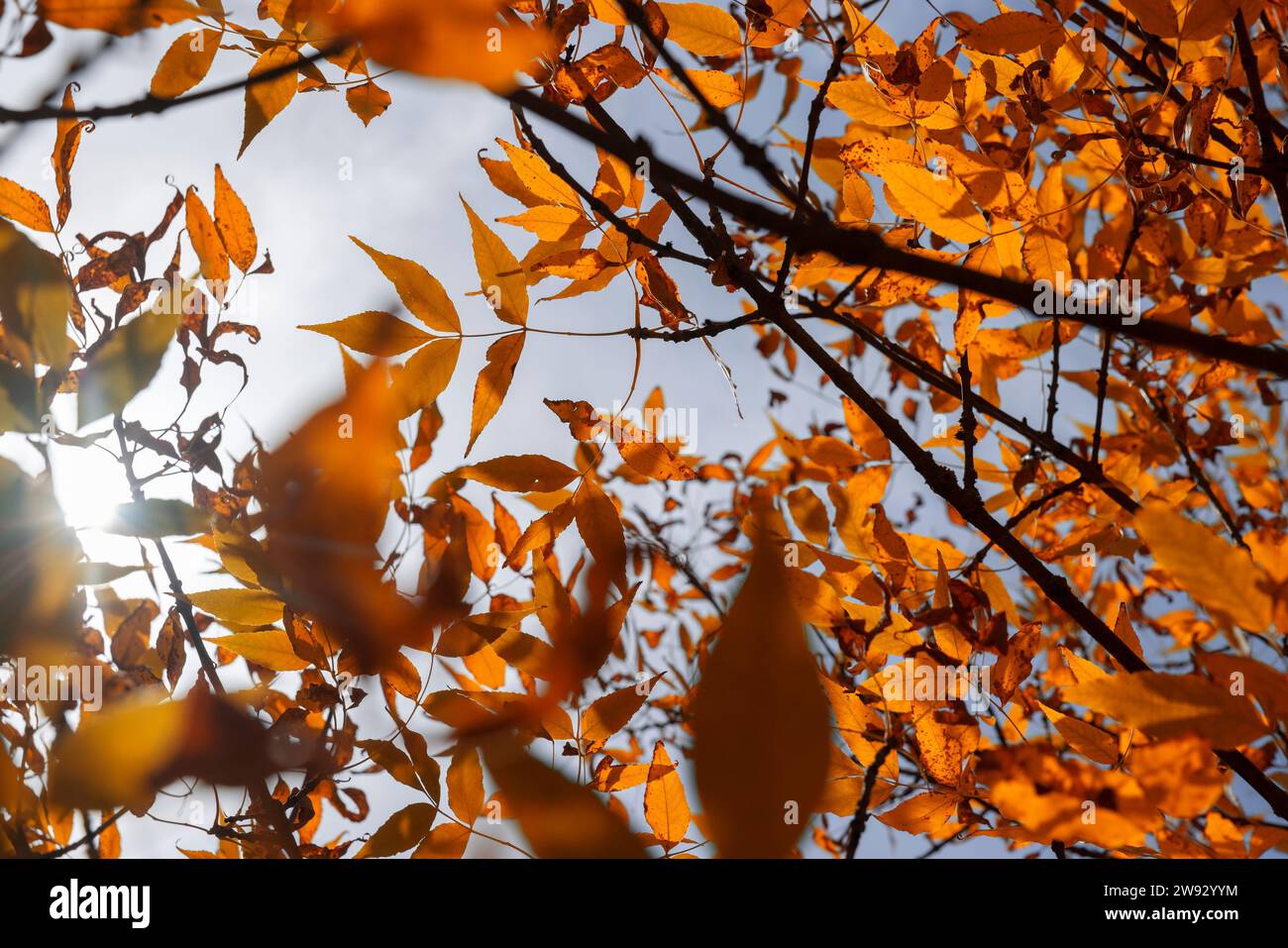 Yellowing ash foliage in the autumn season, ash foliage changing color ...