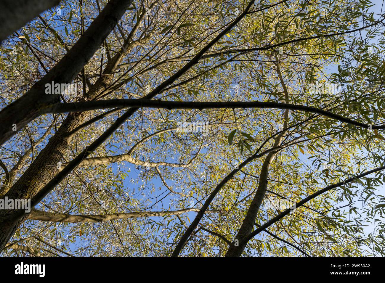 willow tree in the autumn season with foliage changing color, changing ...