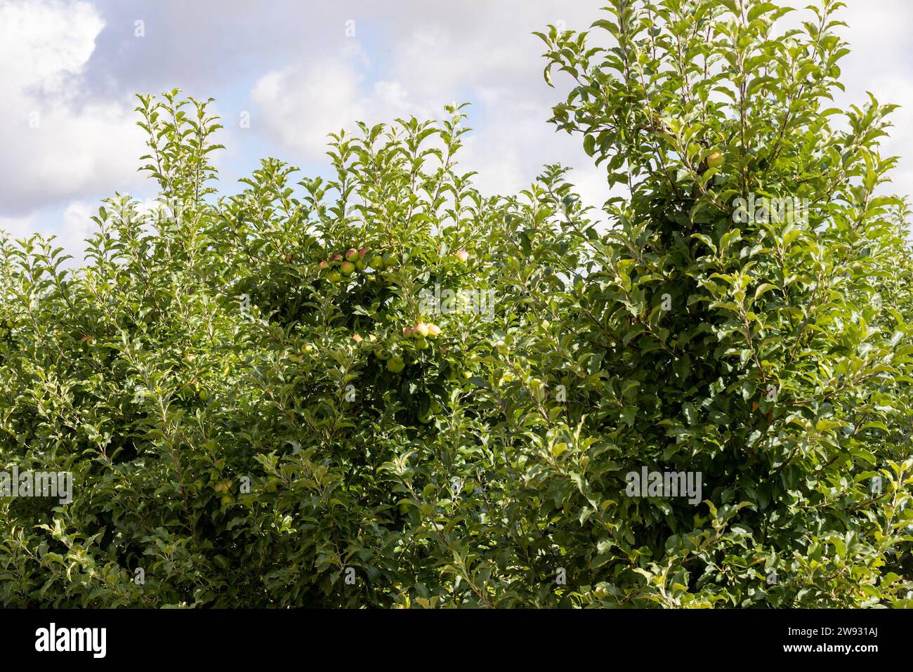 Apple orchard with an unripe harvest of green apples, apple orchard ...