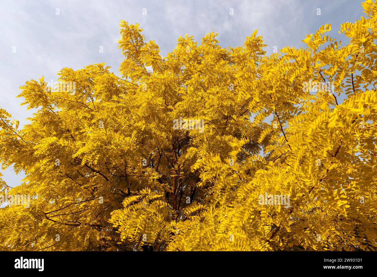 beautiful foliage of the acacia tree is white with yellow foliage ...