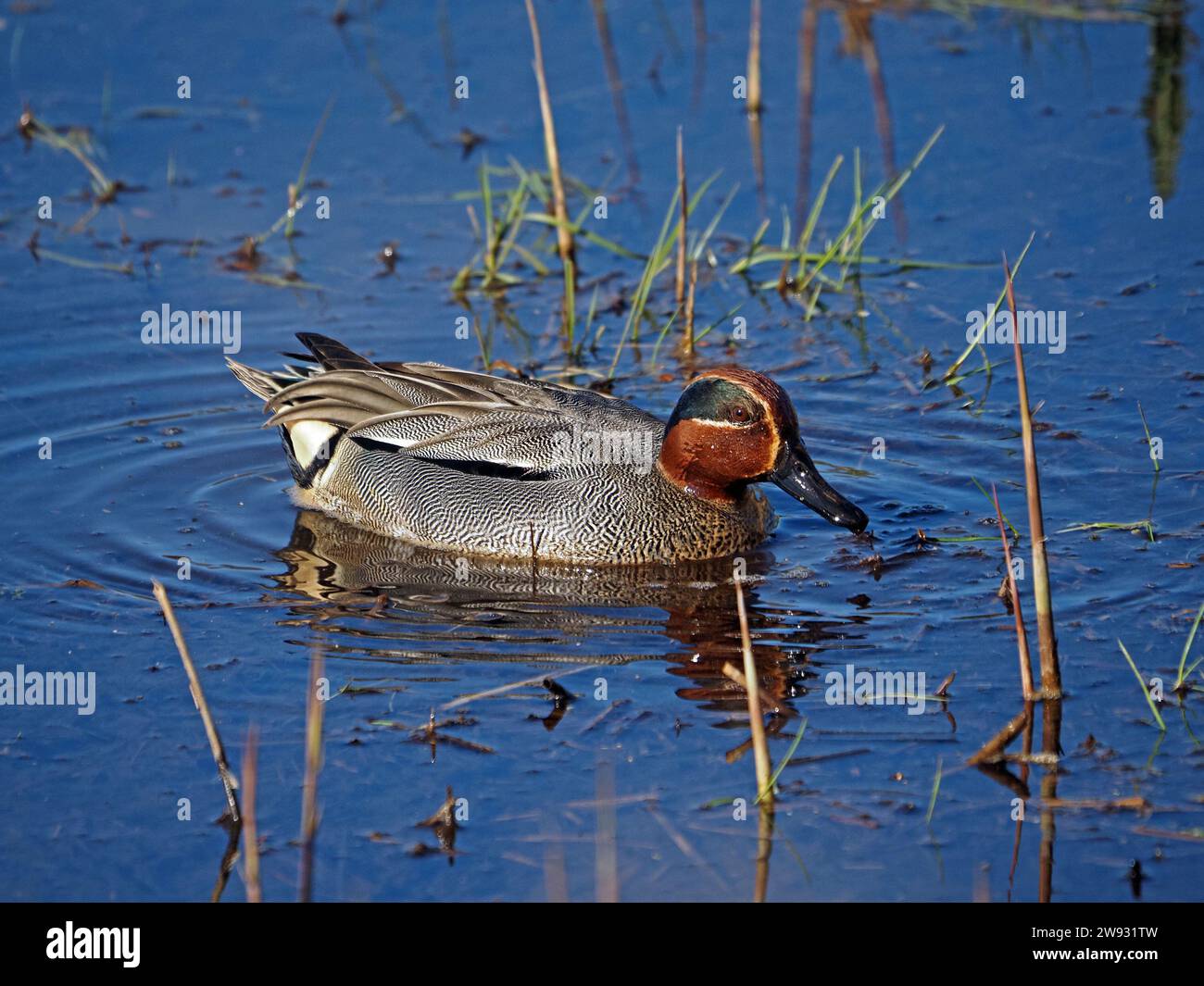 drake Eurasian teal (Anas crecca), common teal, or Eurasian green ...