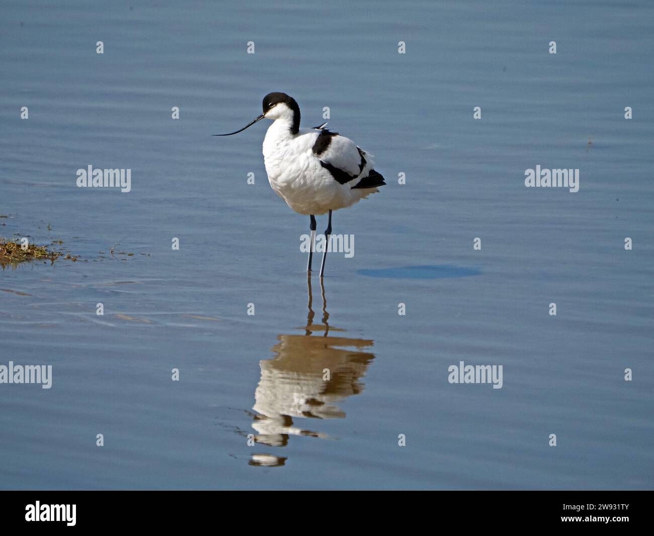 Avocet (Recurvirostra avosetta) Pied avocet, also known as black-capped ...