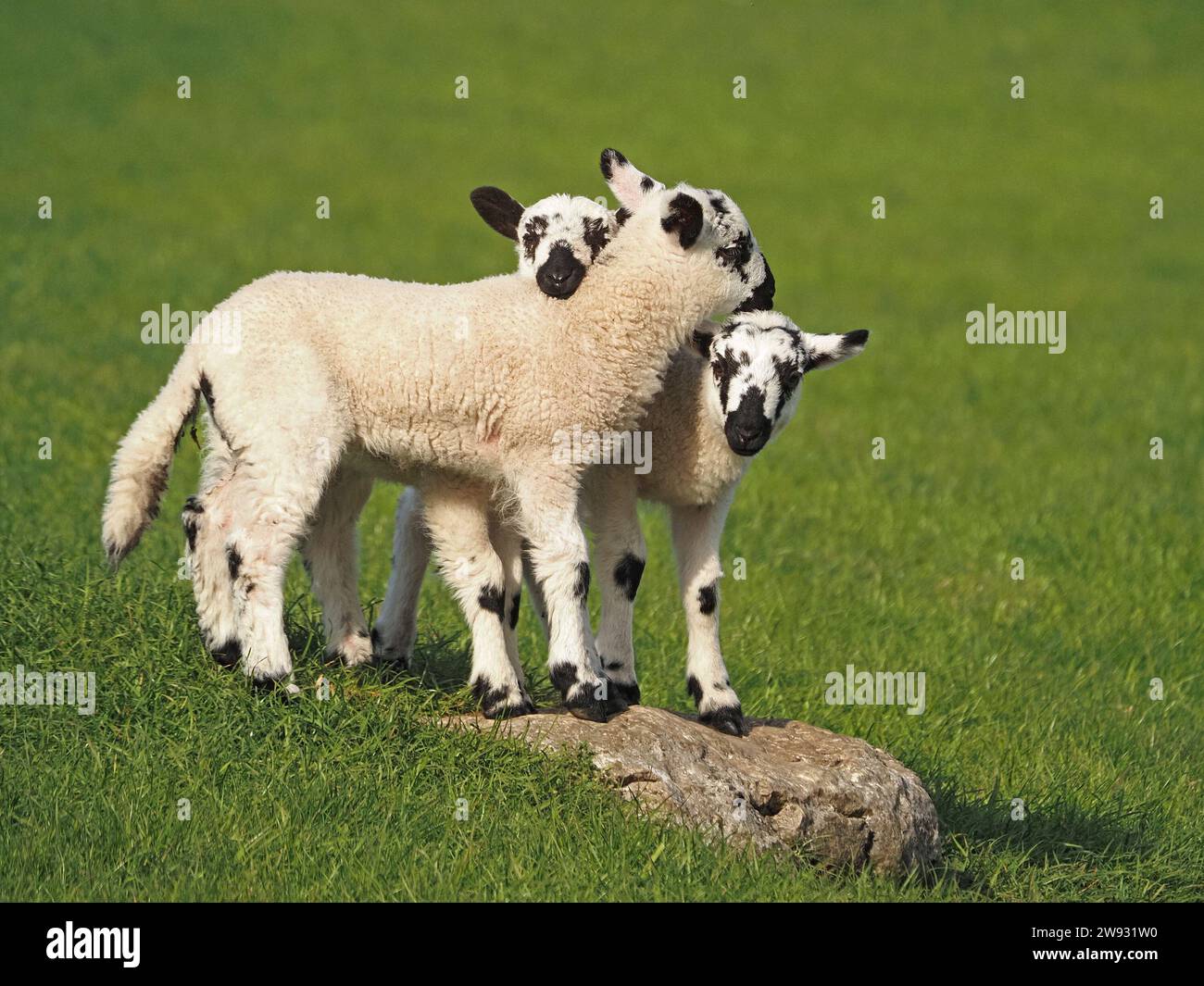 three 3 Spring lambs with black face markings, ears & knees snuggle ...