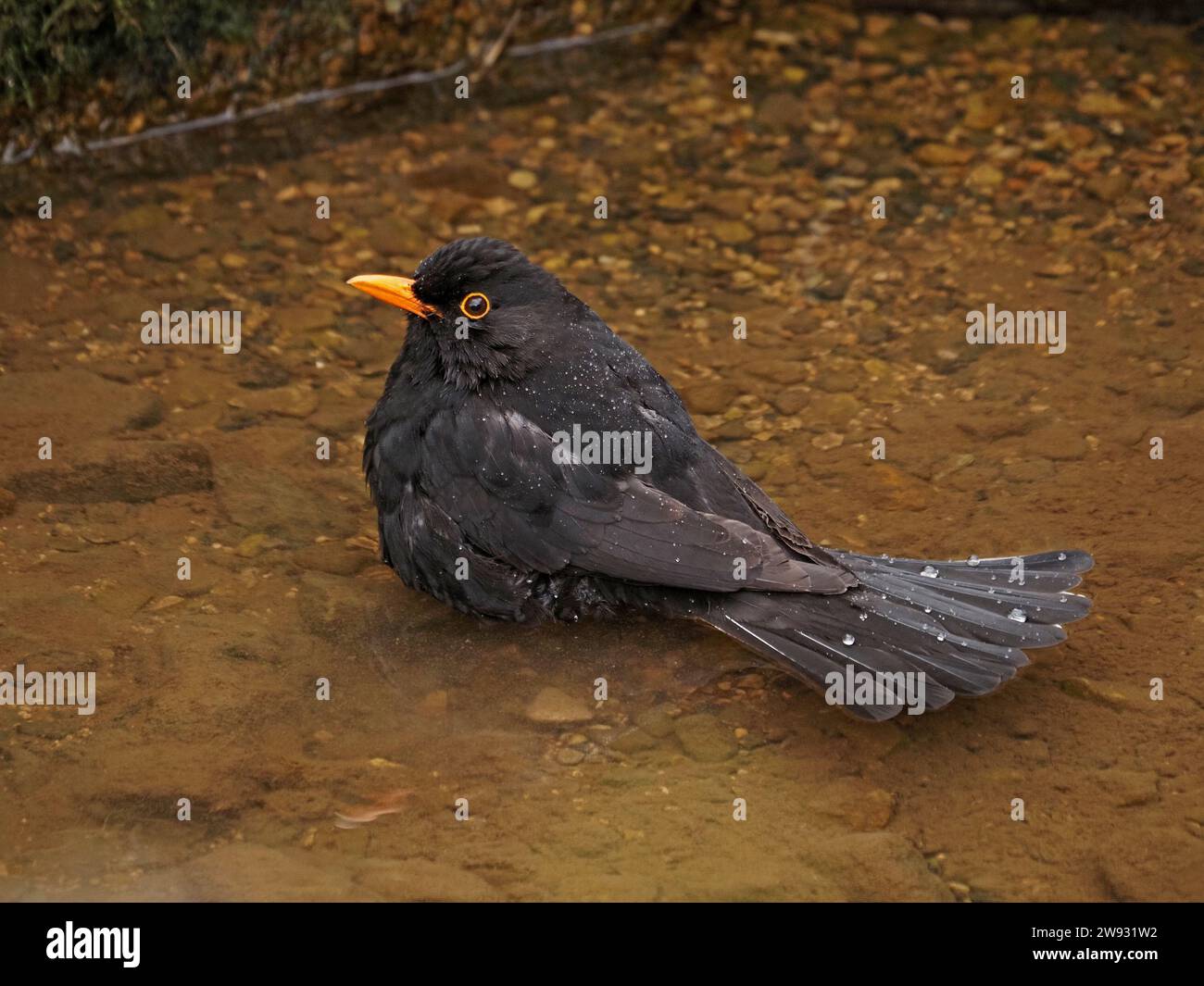 male common or Eurasian Blackbird (Turdus merula) bathing in shallow ...