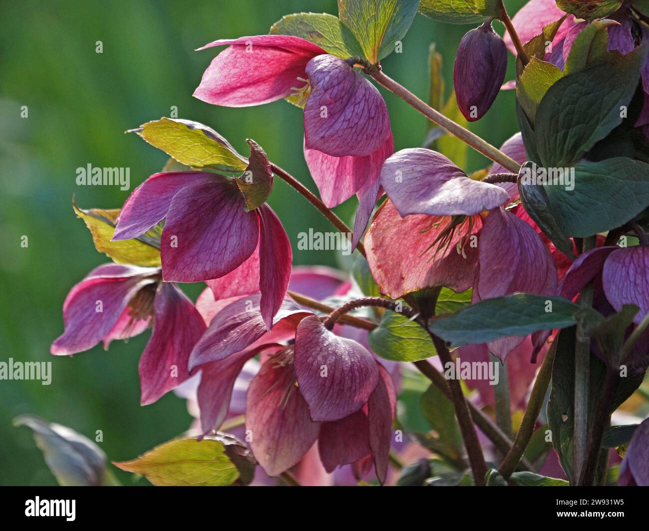 Helleborus orientalis, the Lenten rose, a perennial flowering plant ...