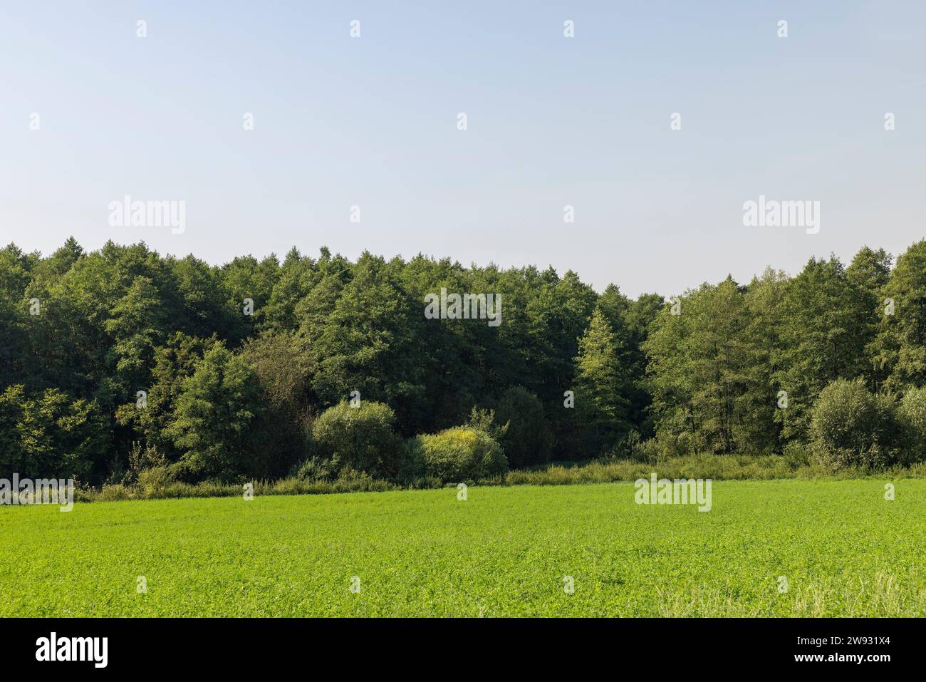 Deciduous trees with green foliage in summer, old trees with foliage in ...