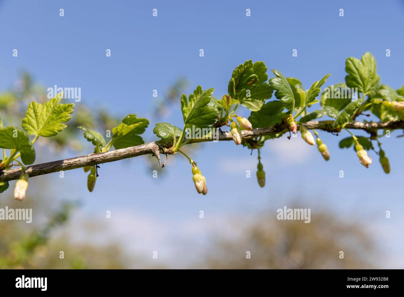 gooseberry bush with green foliage and flowers, gooseberry bush in the ...