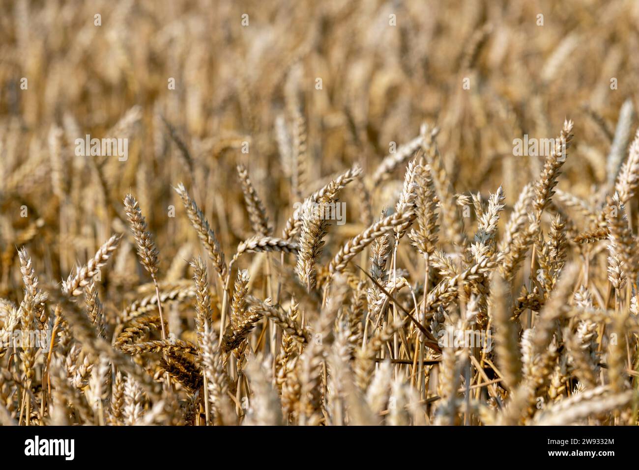 rye field with grain harvest on hot summer days, dry sunny weather ...