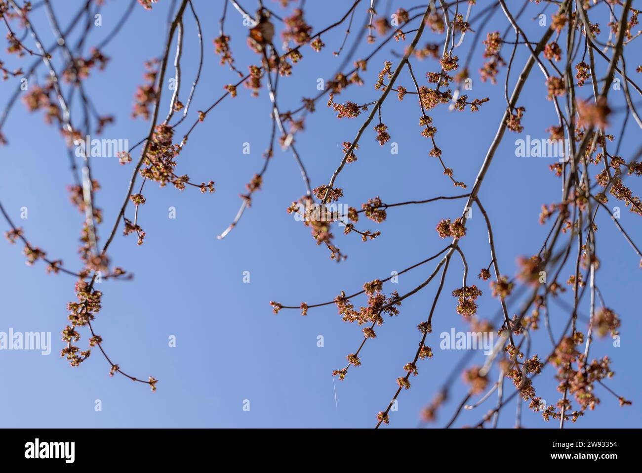 green foliage and maple flowers on trees in the spring season, the ...