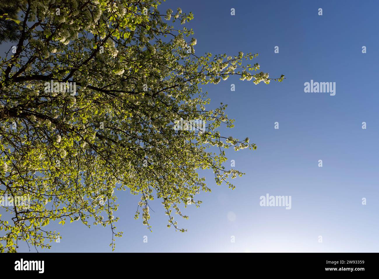 green foliage on a maple tree in spring bloom, beautiful green-tinged ...