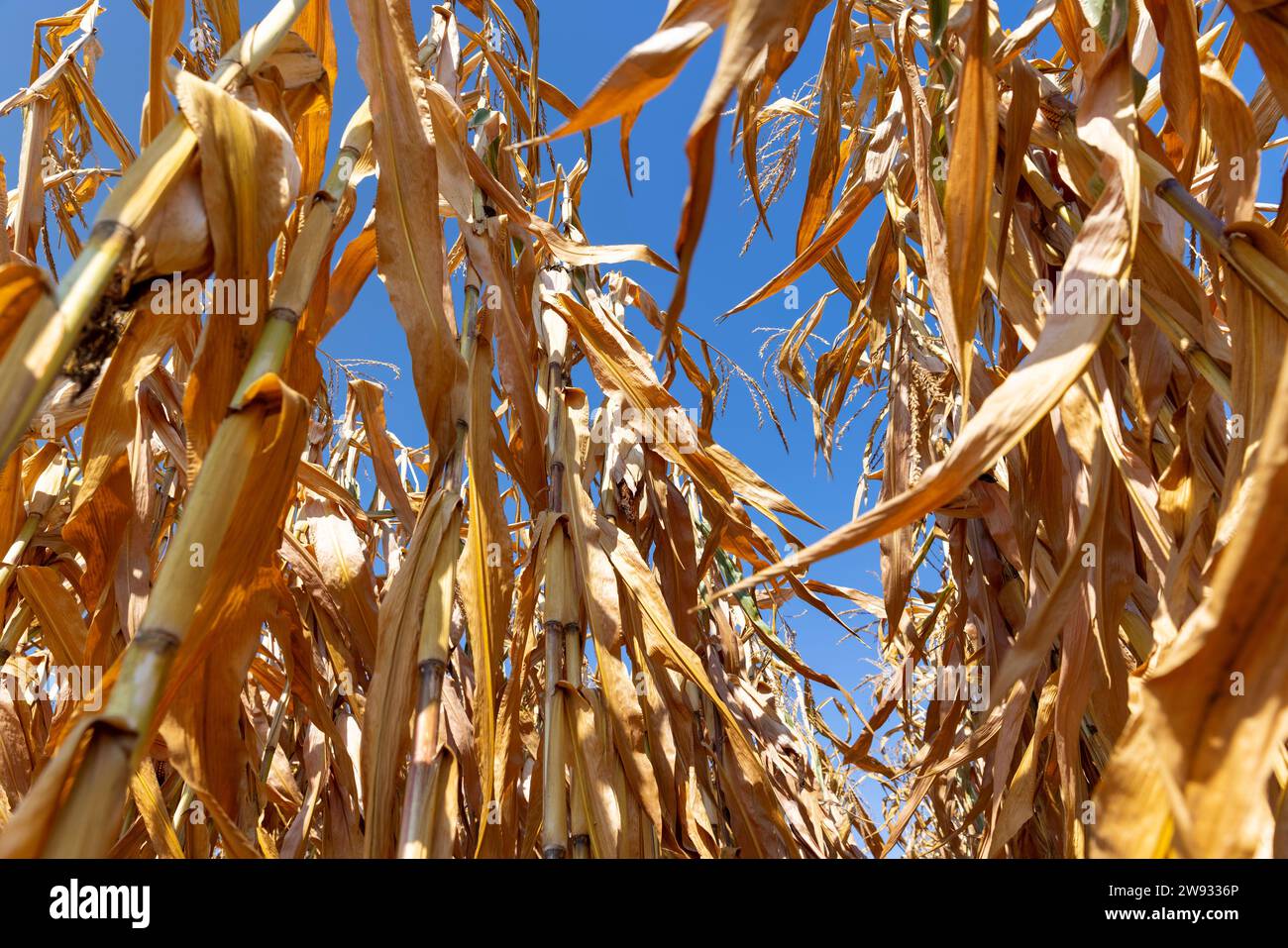 golden ripe corn in sunny weather in the field, ripe dry corn during ...