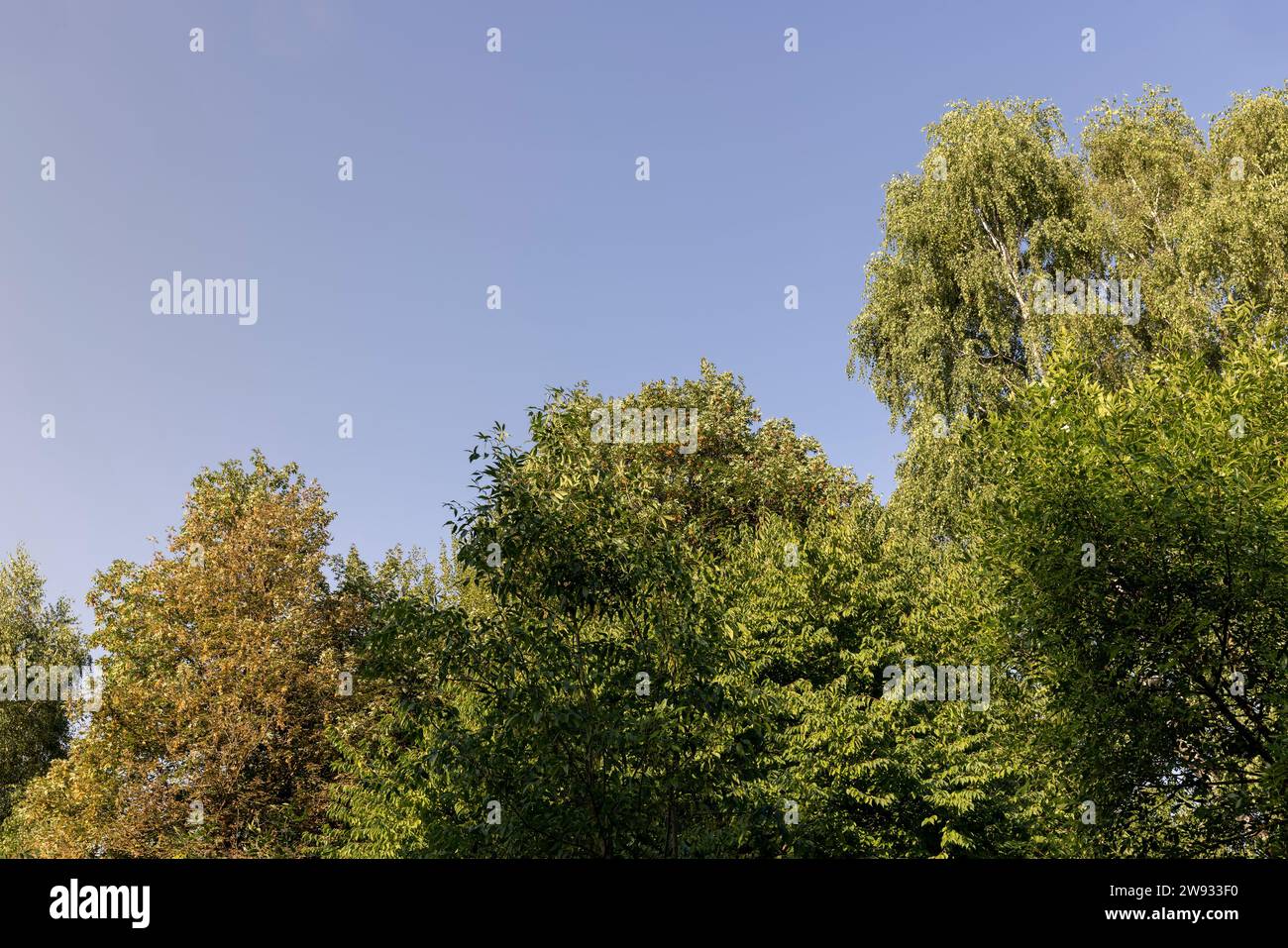 mixed forest with trees of different species in the summer season ...