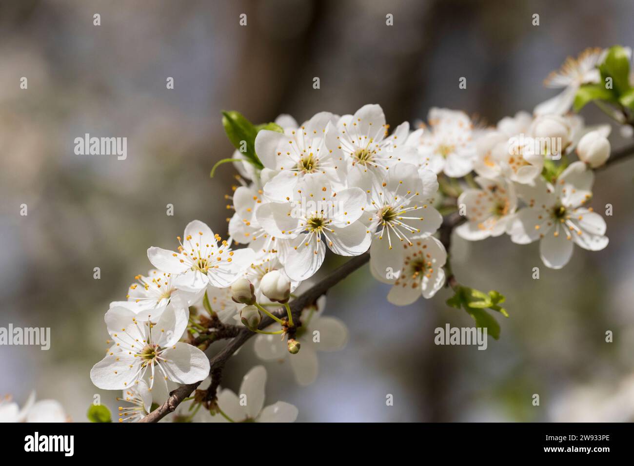 cherry in the orchard blooms with white flowers , beautiful white ...