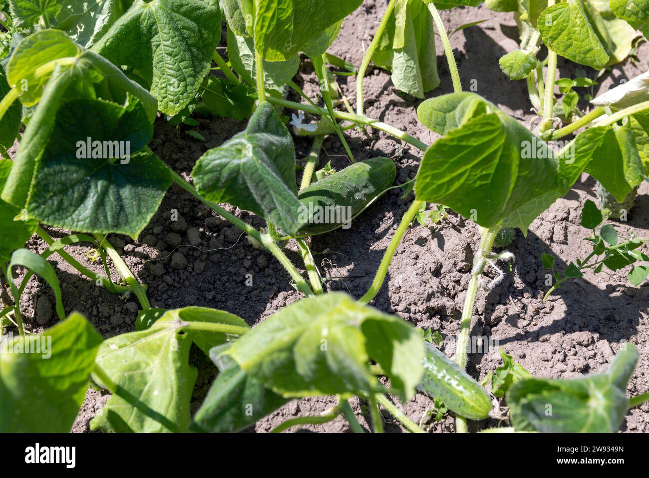 green foliage of cucumbers in the summer, green cucumbers growing in ...