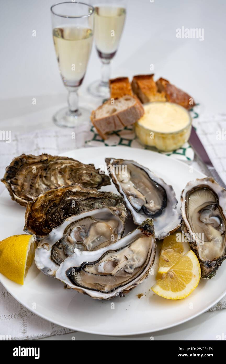 Fresh big alive french, dutch, pacific or japanese oysters molluscs ...