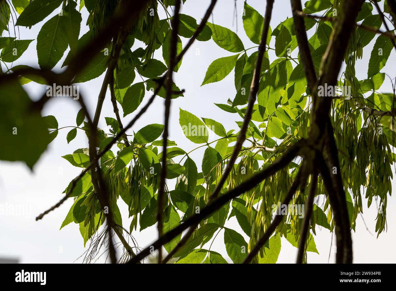 Ash tree at the end of the summer season, ash tree with green foliage ...