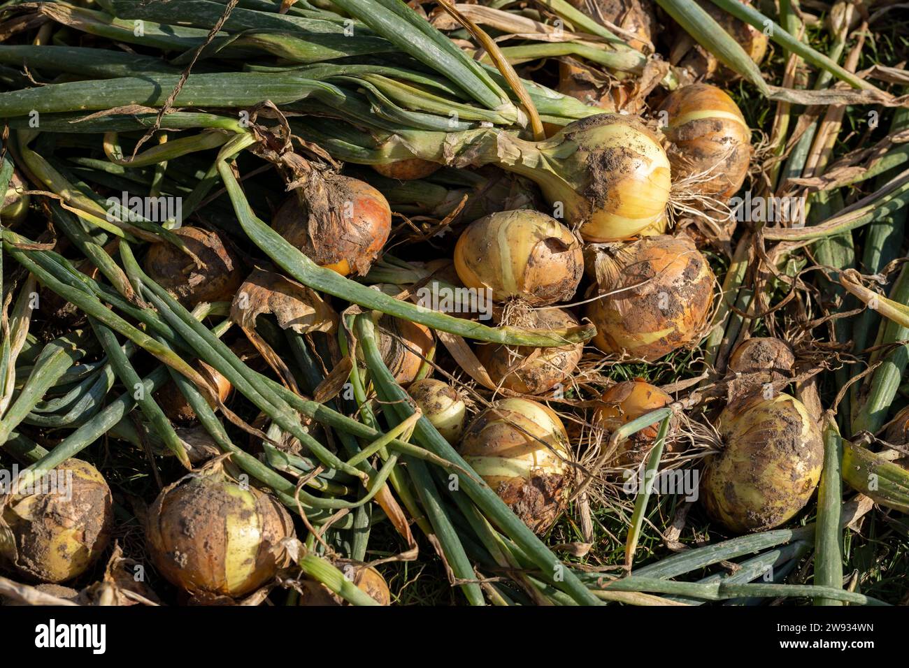 onion harvest during drying in the garden, harvesting onions during the ...
