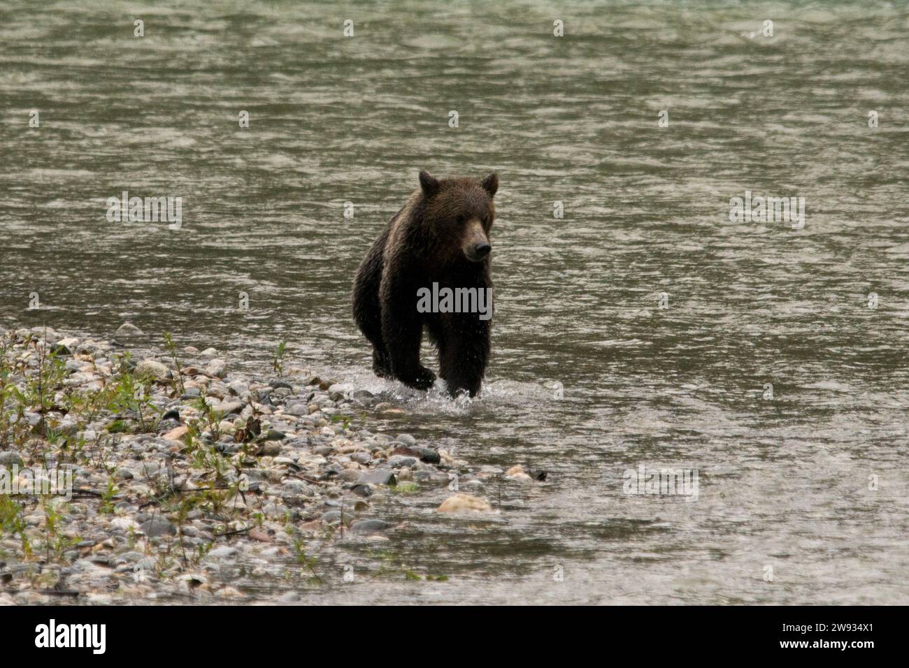 Grizzly Bear at the banks of Orford River near Bute Inlet in the ...