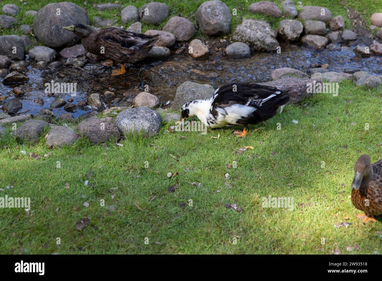 different types of birds living on the farm, an open zoo with different ...