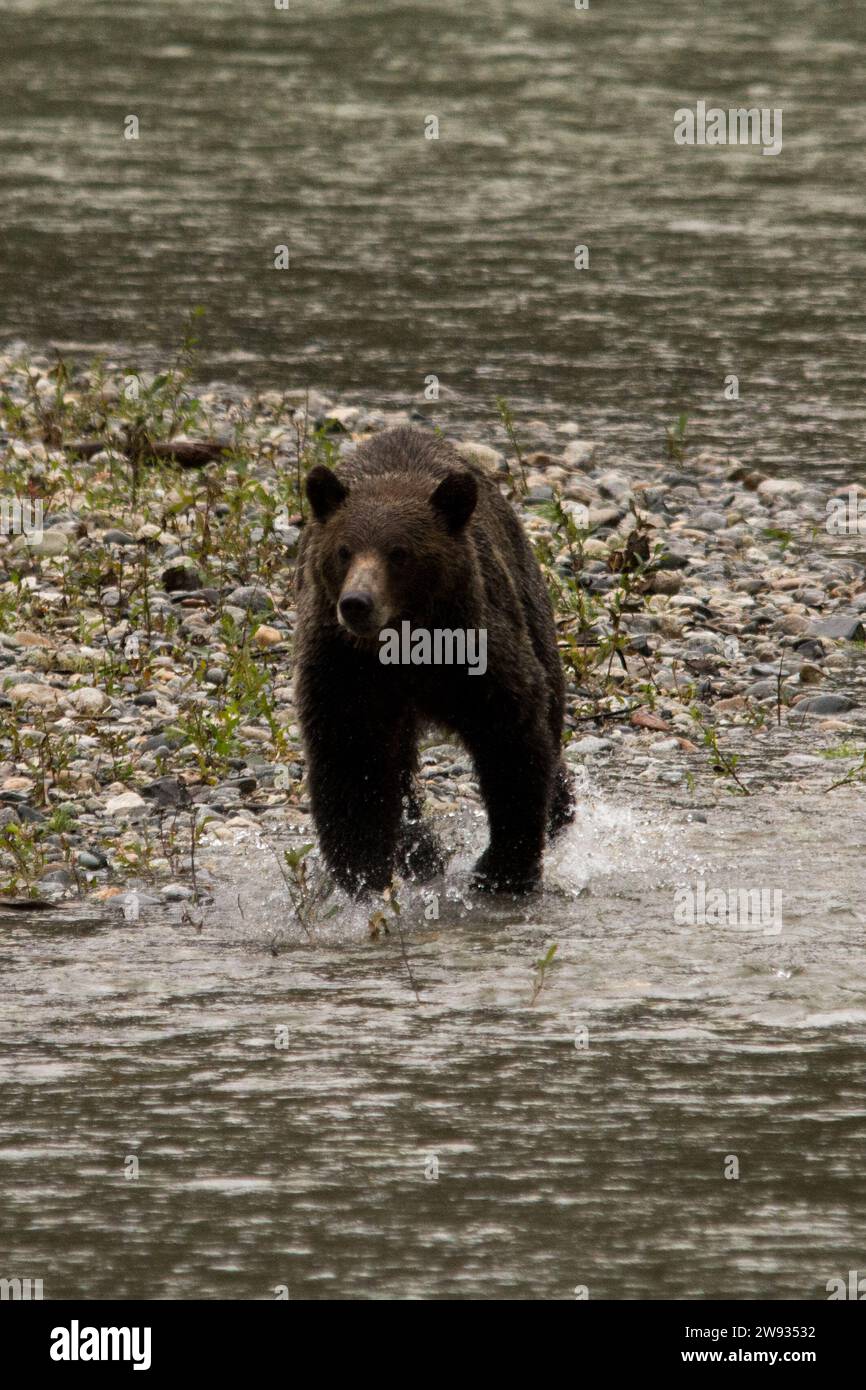 Grizzly Bear at the banks of Orford River near Bute Inlet in the ...