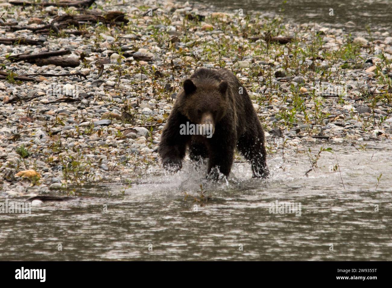 Grizzly Bear at the banks of Orford River near Bute Inlet in the ...
