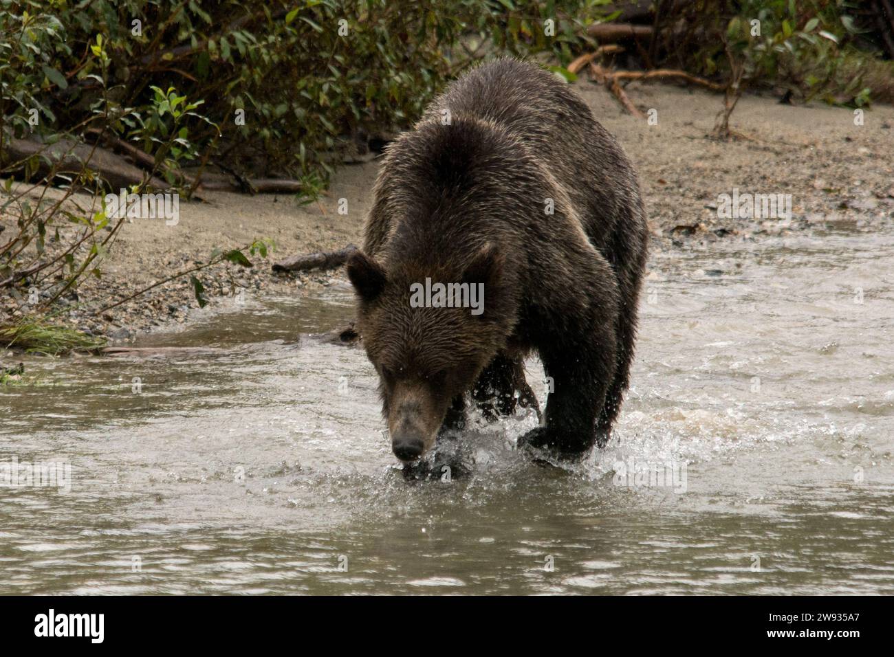 Grizzlybar hi-res stock photography and images - Alamy