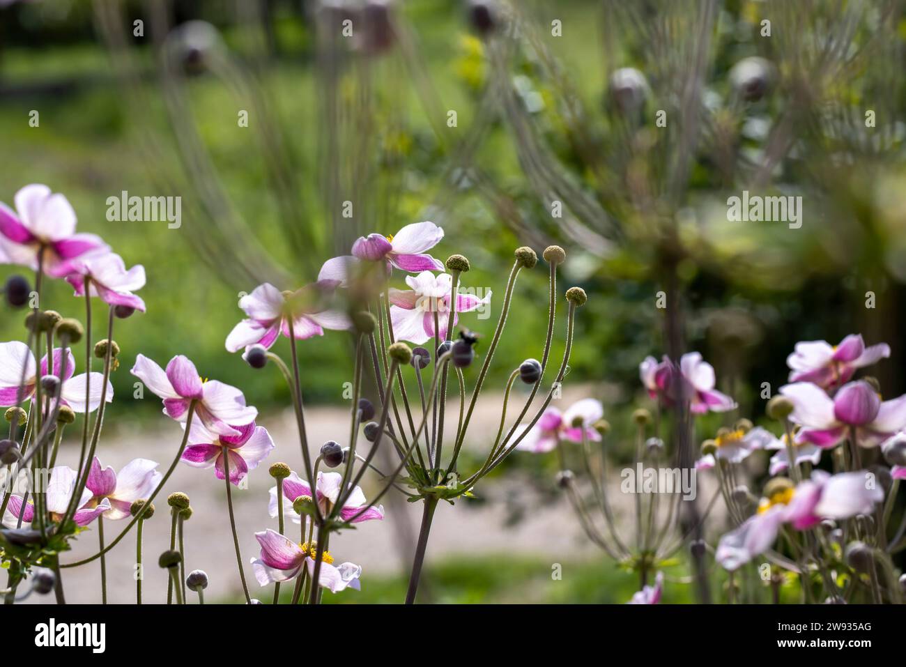 Blooming in late summer or early autumn flowers, red flowers in the ...