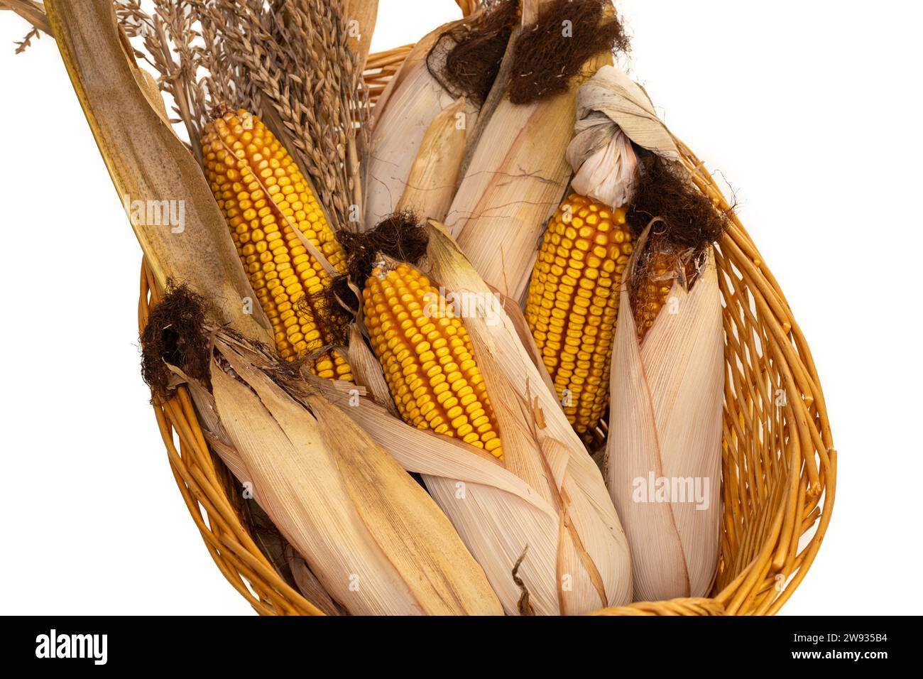 Close up of ears of yellow field corn with husks for decorating or ...