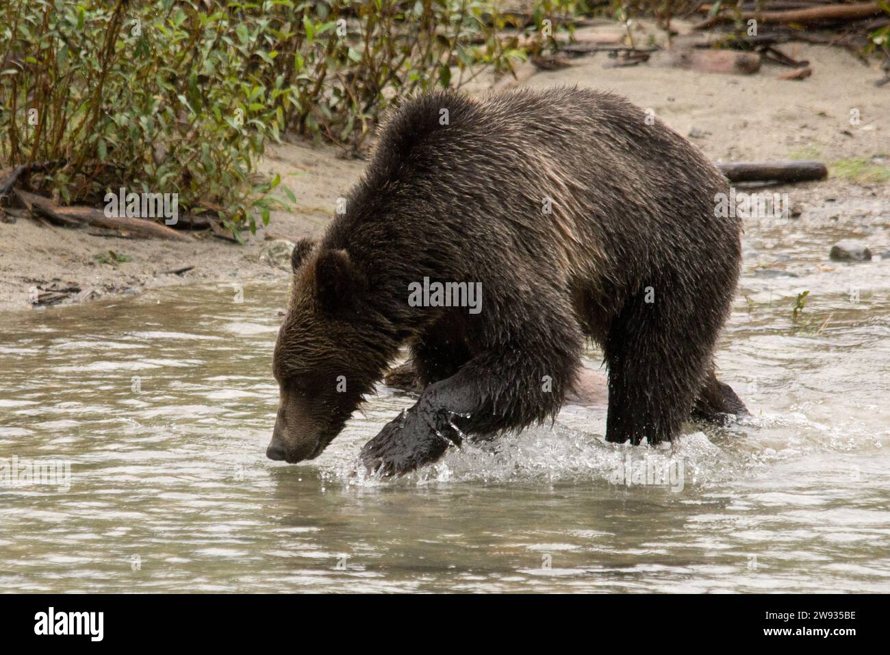 Grizzlybar hi-res stock photography and images - Alamy