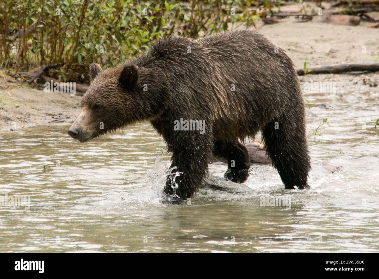 Grizzly Bear at the banks of Orford River near Bute Inlet in the ...