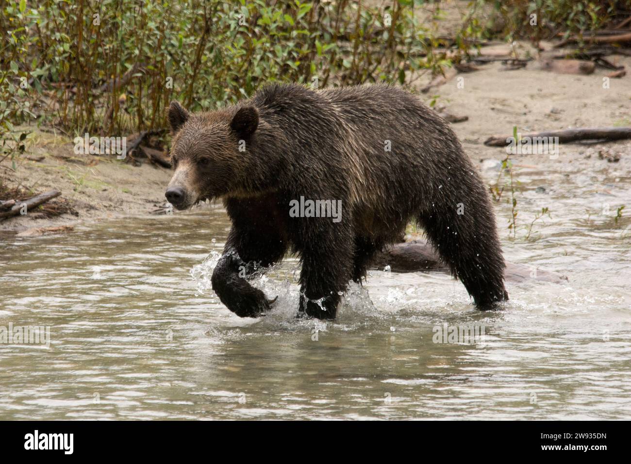 Grizzly Bear at the banks of Orford River near Bute Inlet in the ...