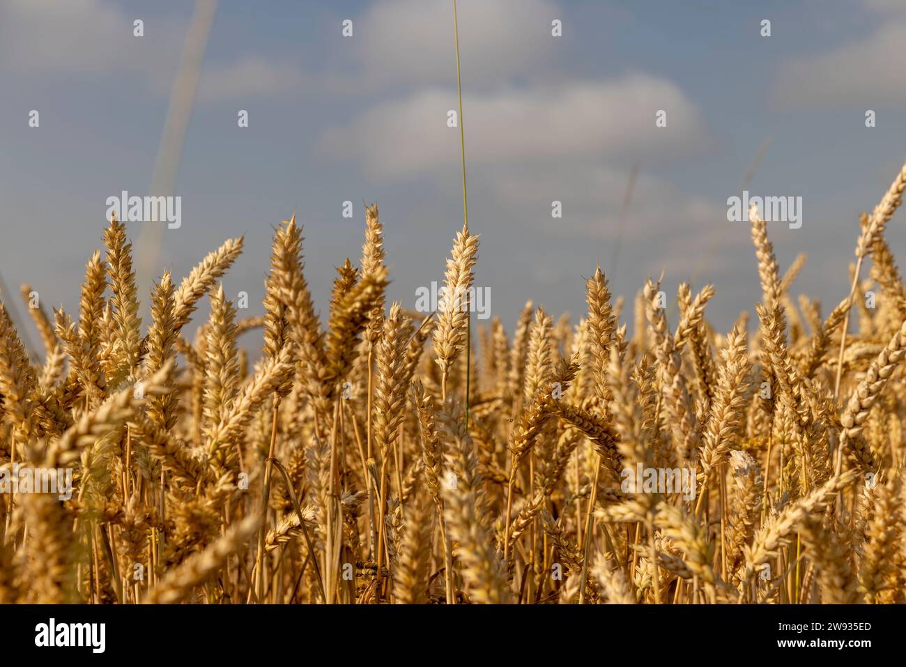 rye field with grain harvest on hot summer days, dry sunny weather ...
