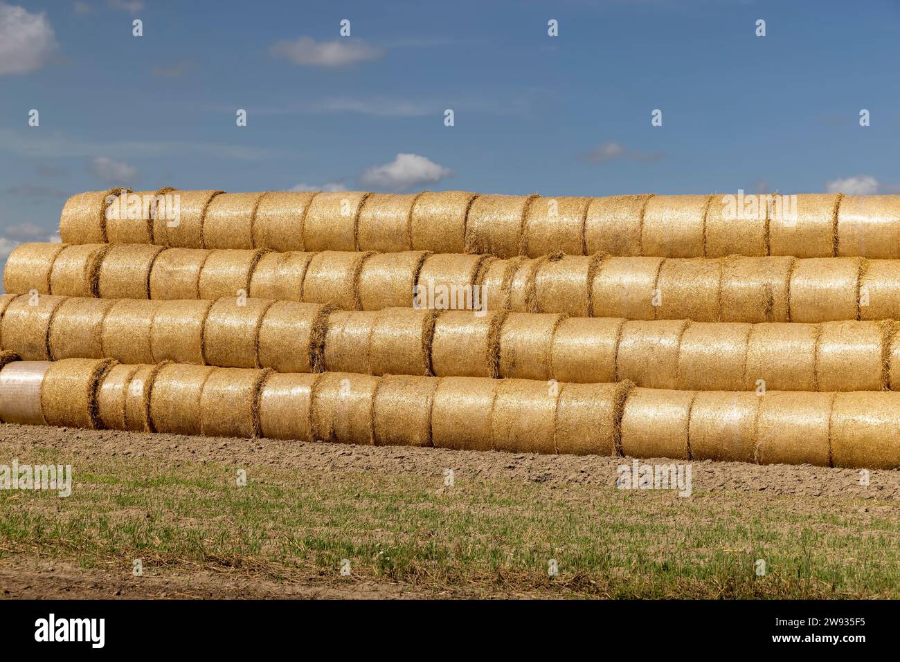 stacked straw stacks in the field, wheat straw stacks after harvesting ...