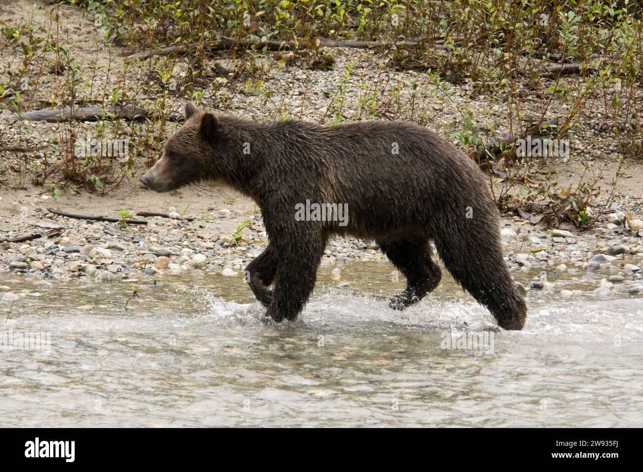 Grizzly Bear at the banks of Orford River near Bute Inlet in the ...