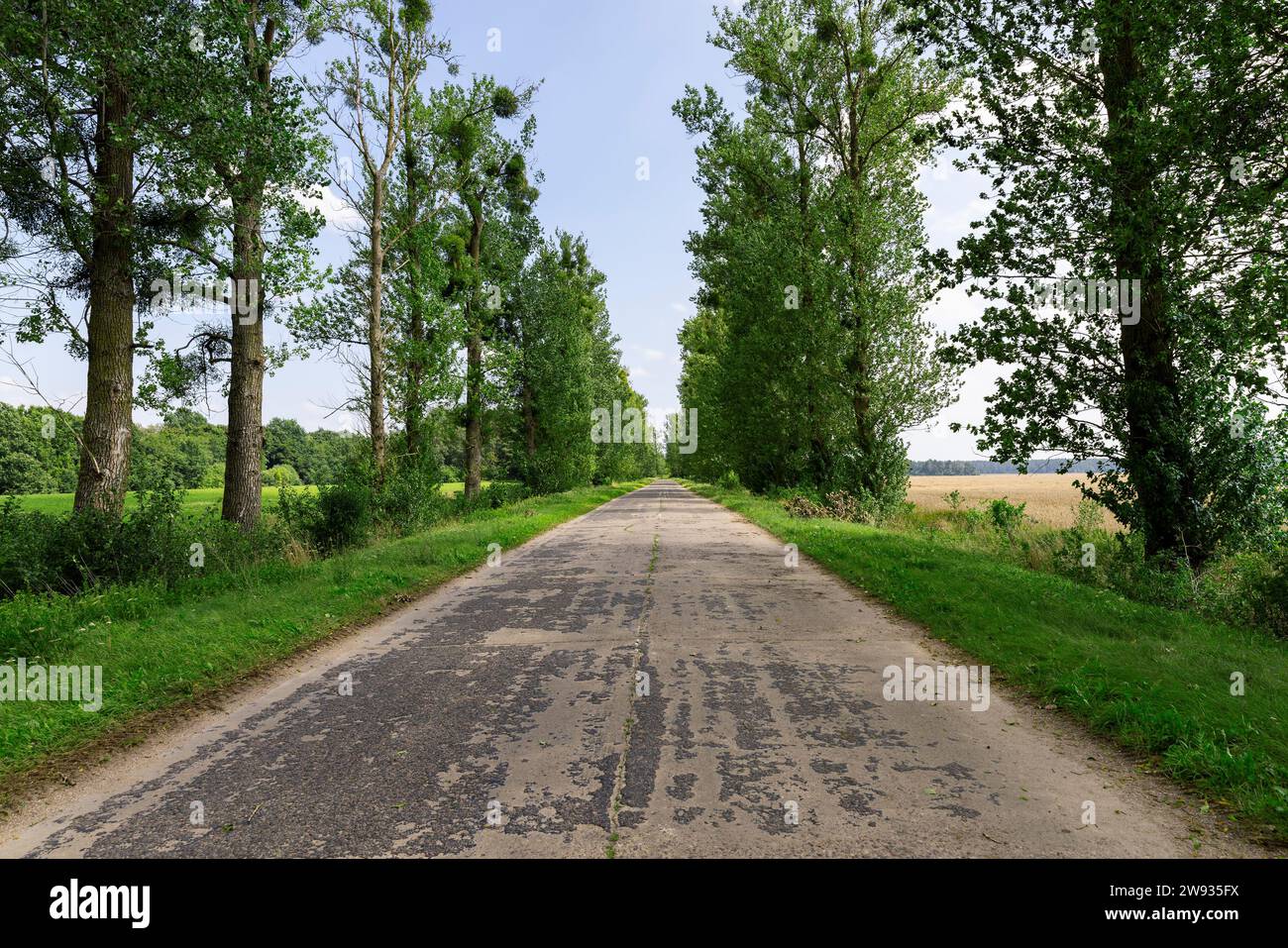 paved old road in the forest in summer, narrow rural road in the forest ...