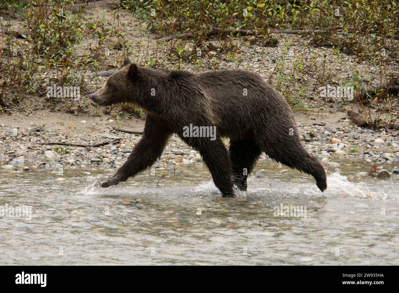 Grizzly Bear at the banks of Orford River near Bute Inlet in the ...