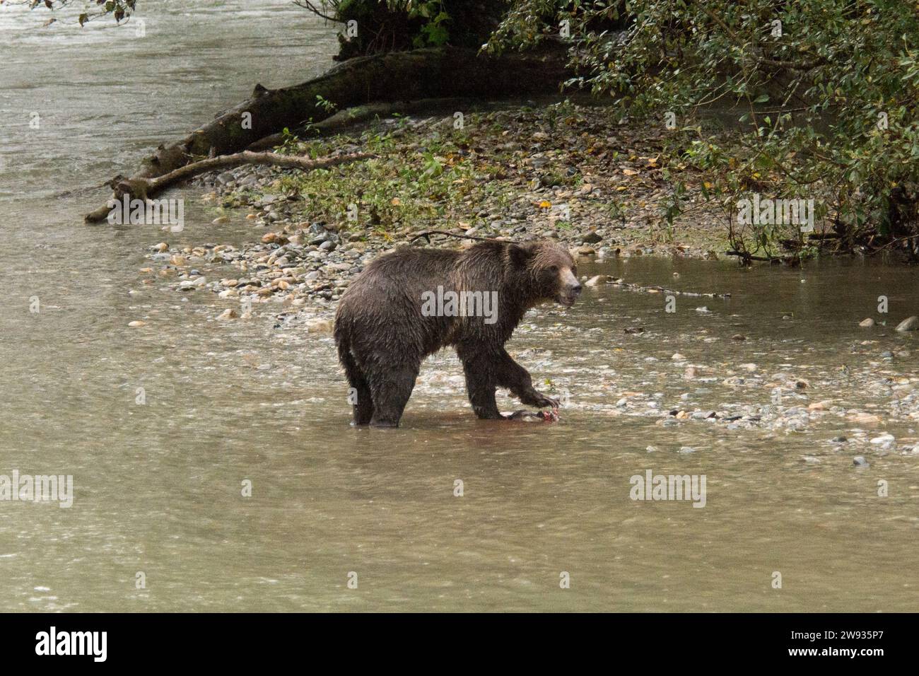 Grizzly Bear at the banks of Orford River near Bute Inlet in the ...