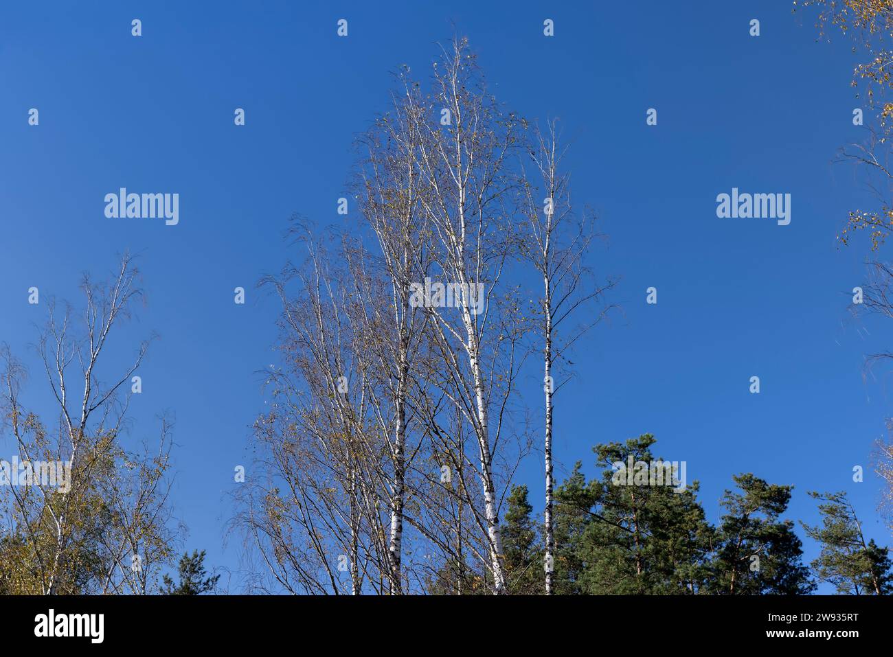 Birch forest with tall birch trees with yellow and green foliage, sunny ...