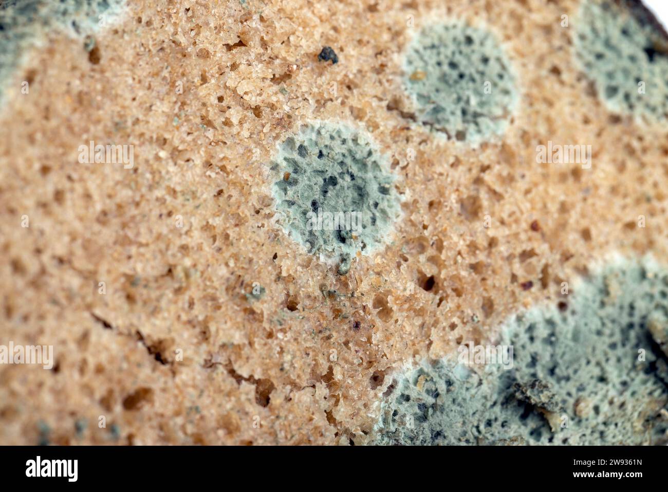 dangerous pieces of bread covered with mold on the table, a loaf of ...
