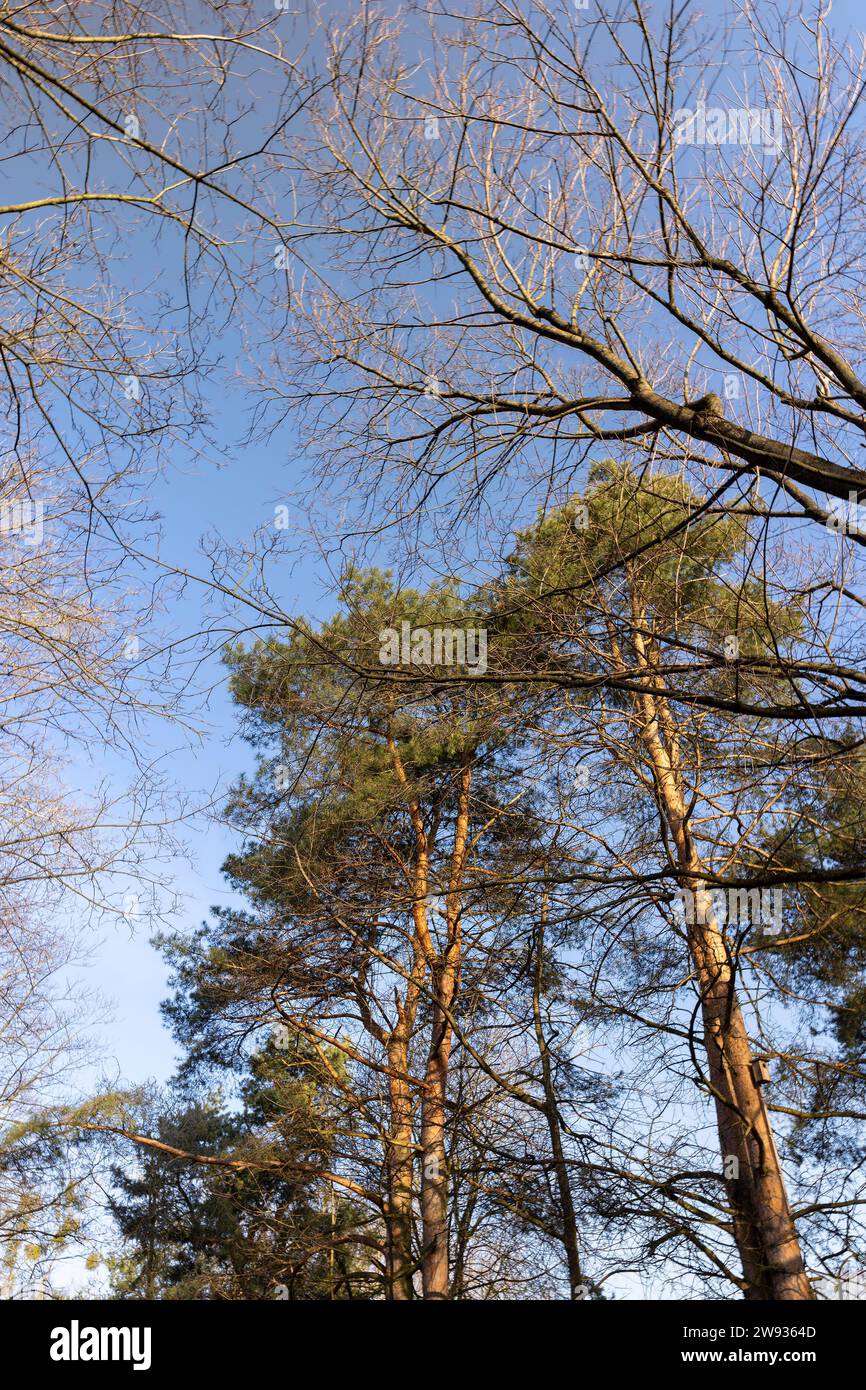 pine trees in early spring in sunny clear weather, blue sky and pine ...