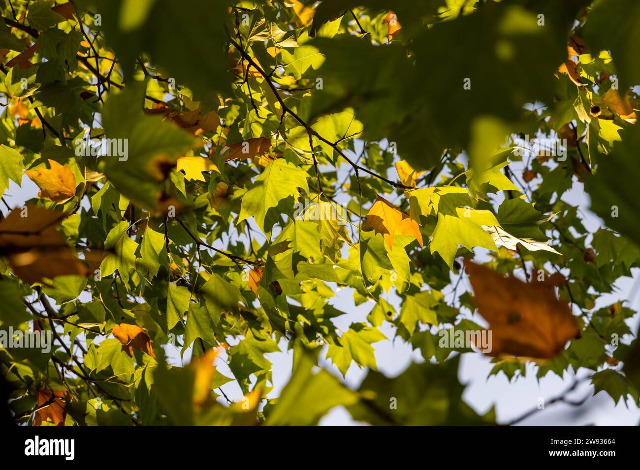 sycamore tree in the autumn season with foliage changing color ...