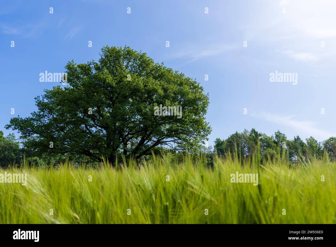 a lonely oak with green foliage in the summer, a beautiful oak tree in sunny weather Stock Photo ...