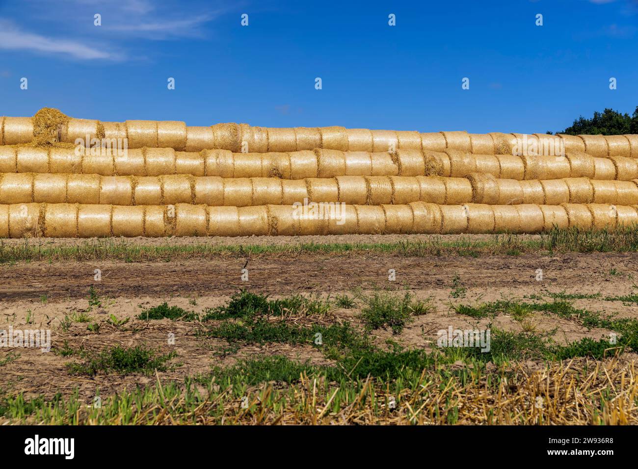 stacked straw stacks in the field, wheat straw stacks after harvesting ...