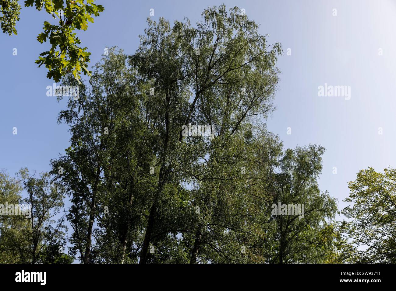 beautiful nature in the forest with different types of trees, tall ...
