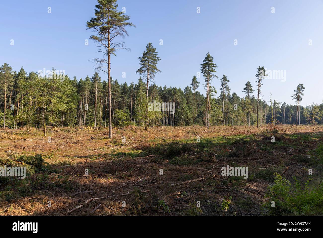 Deforestation for timber harvesting, timber harvesting in the forest ...