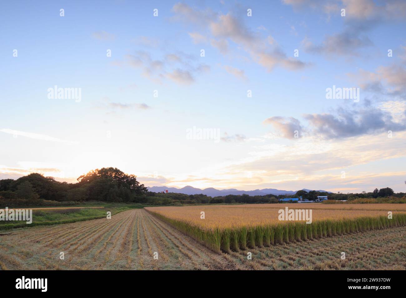 Part harvested Japanese rice paddy field on autumn evening Stock Photo ...