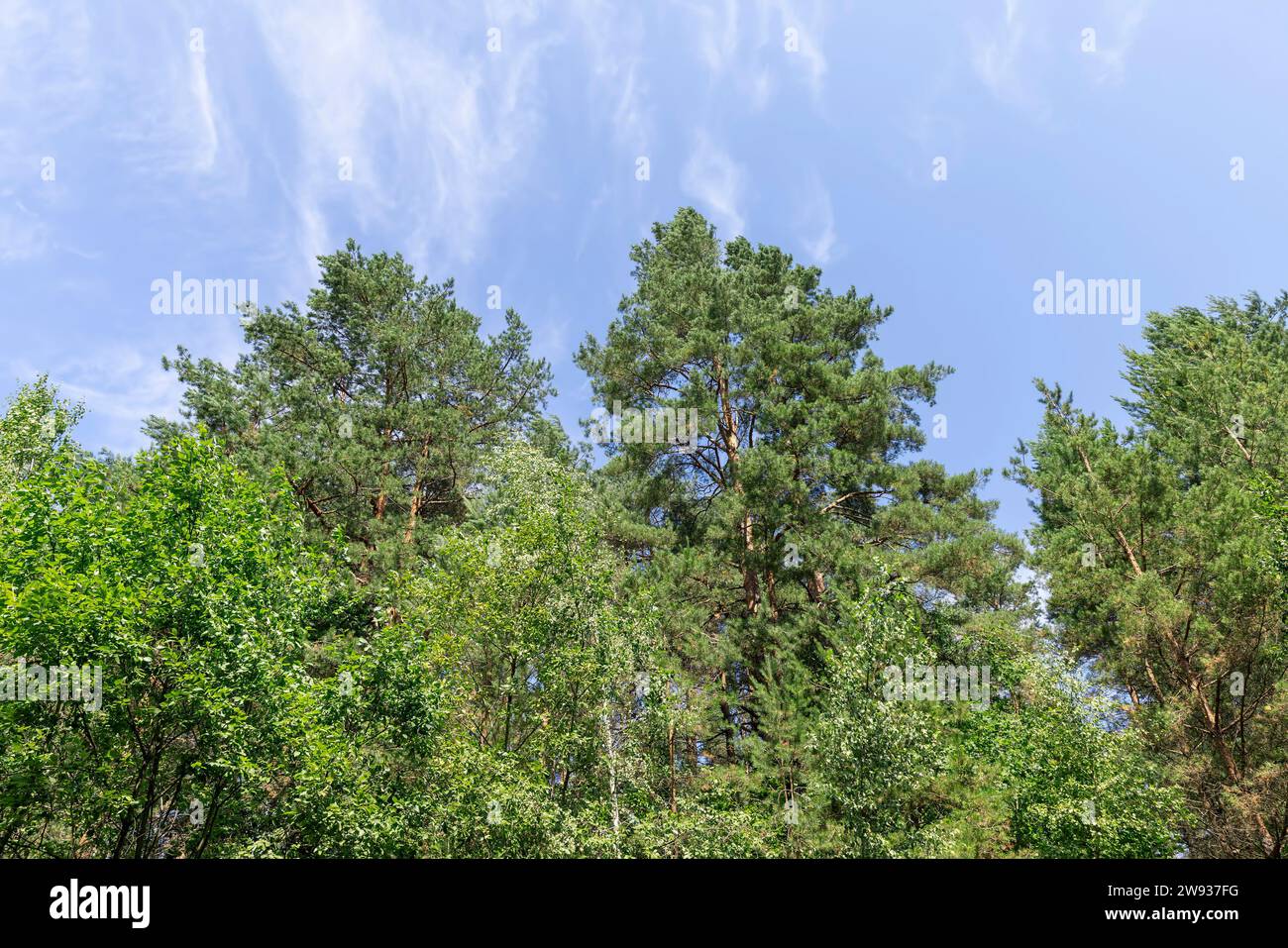 deciduous trees in summer in sunny weather, tall deciduous trees ...