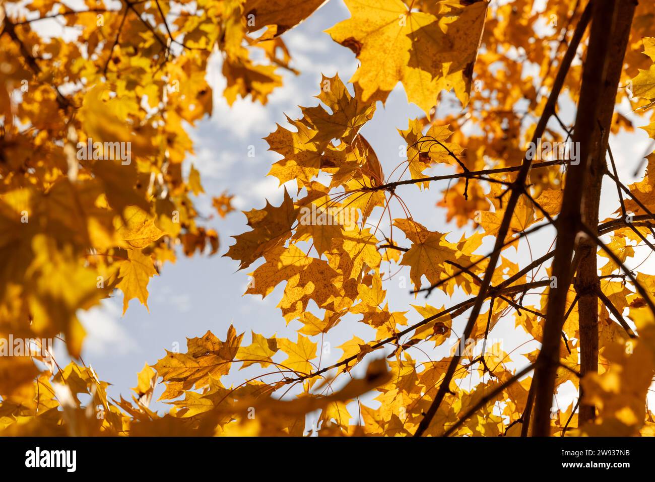 yellowing foliage on maples in autumn weather, maple tree during the ...